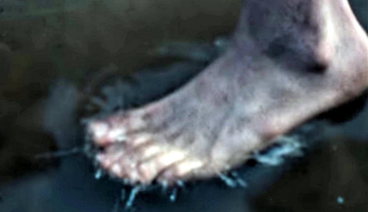 Gabriele Rizzoli's feet