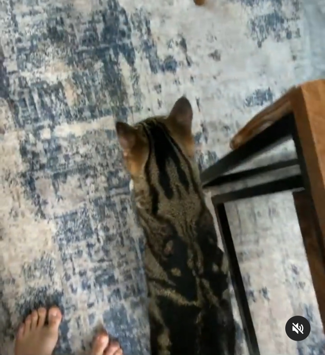 Hamilton Troy Hayes's feet