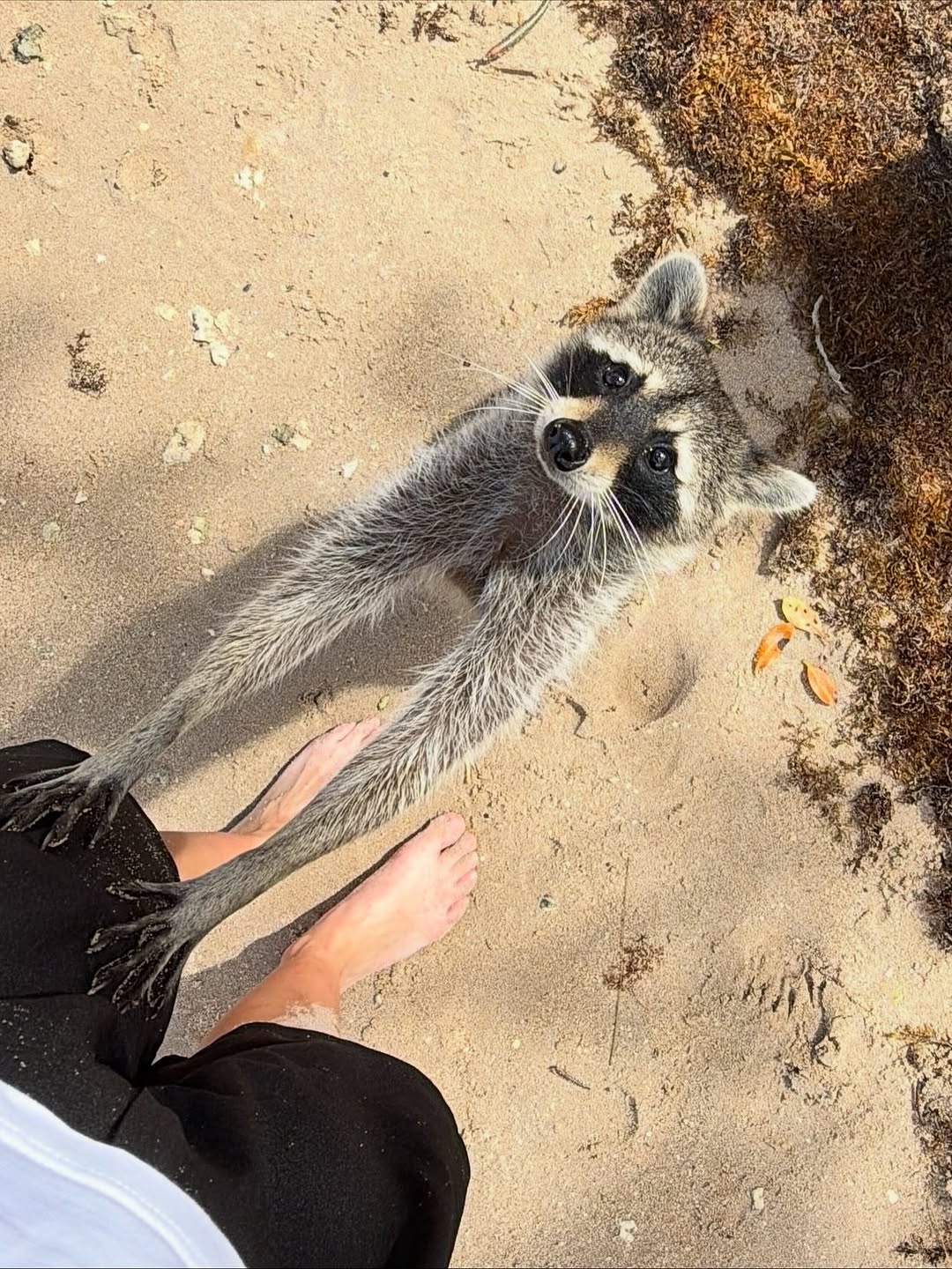Manon Schraens Feet