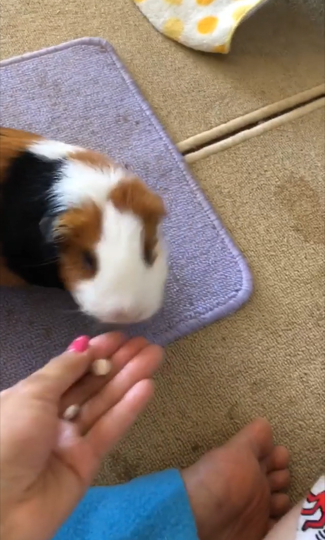 Priscila Kuriyama's feet