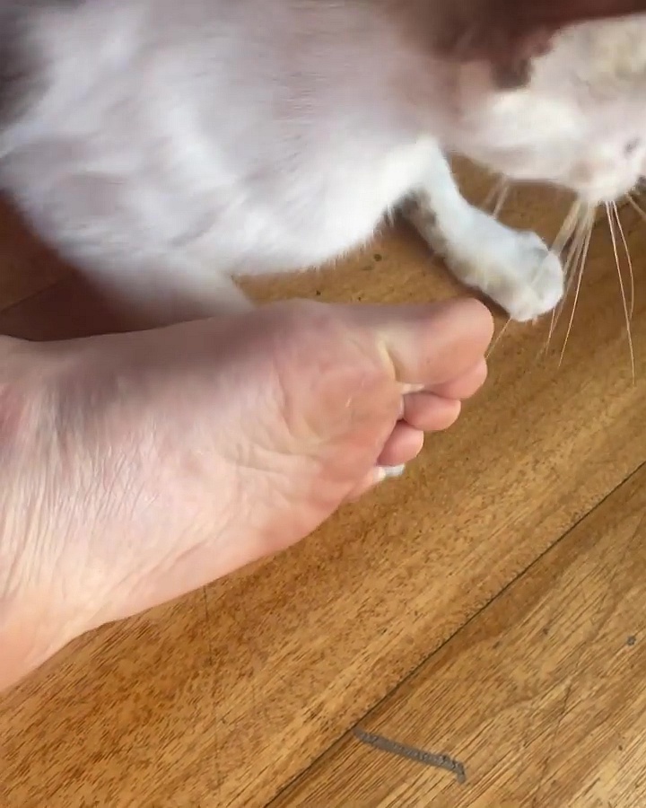 Stephanie Deess Feet